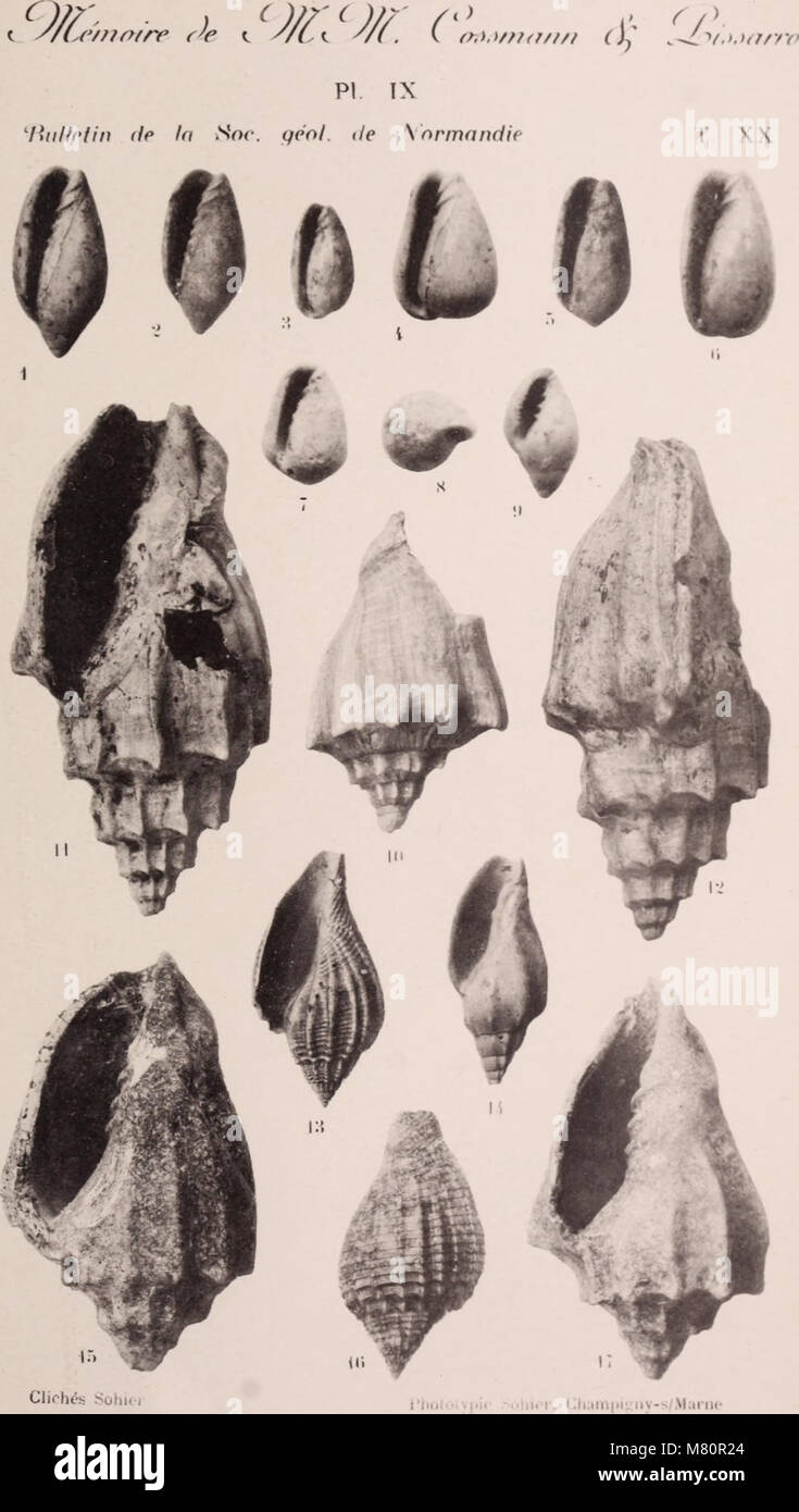 The Bulletin of the Geological Society of Normandy (1896) features ...