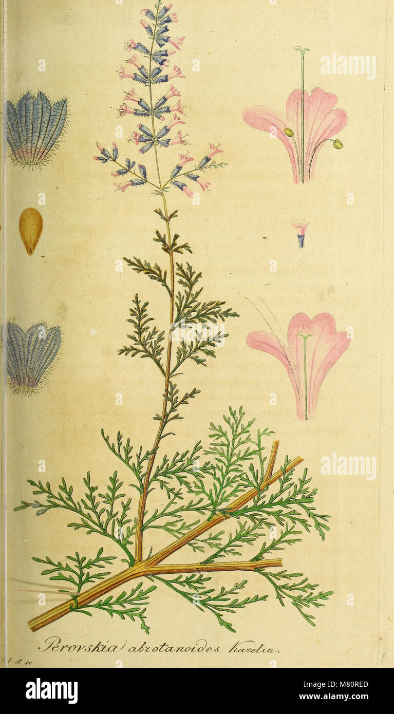 The 1841 Bulletin of the Imperial Society of Naturalists of Moscow ...