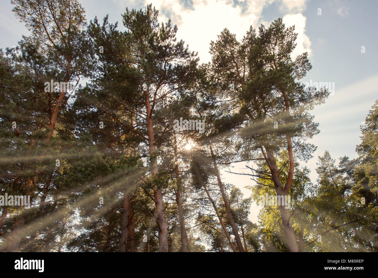 Ray sunshine through tree branches hi-res stock photography and images ...