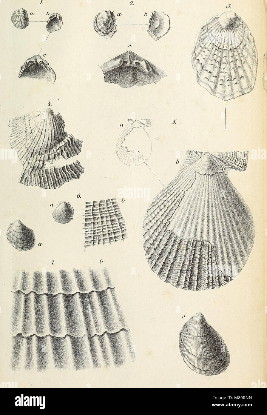 The 1860 Bulletin of the Imperial Society of Naturalists of Moscow ...