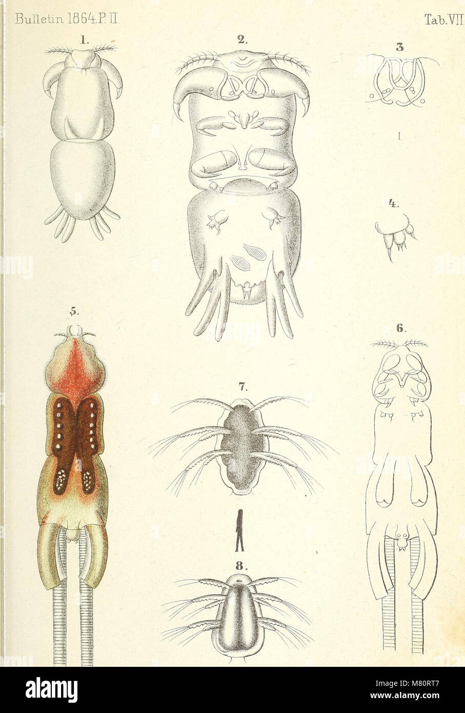 The 1864 Bulletin of the Imperial Society of Naturalists of Moscow ...