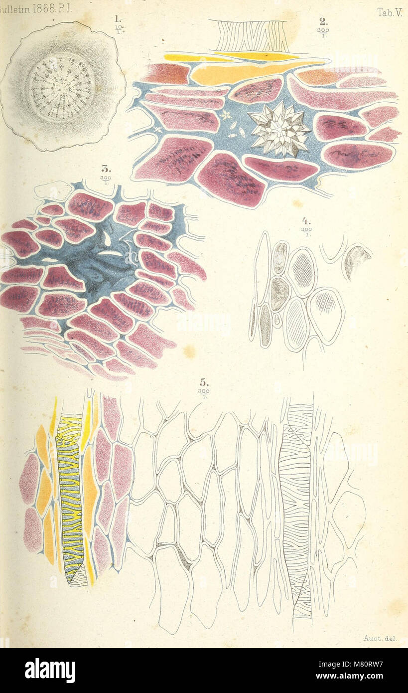 The 1866 bulletin of the Imperial Society of Naturalists of Moscow ...