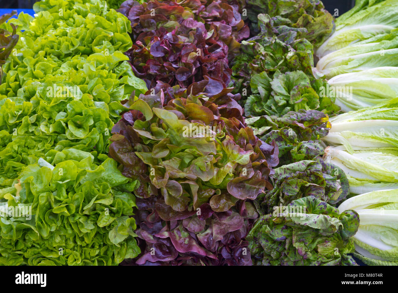 Various types of lettuce displayed at a farmer's market in Santa ...