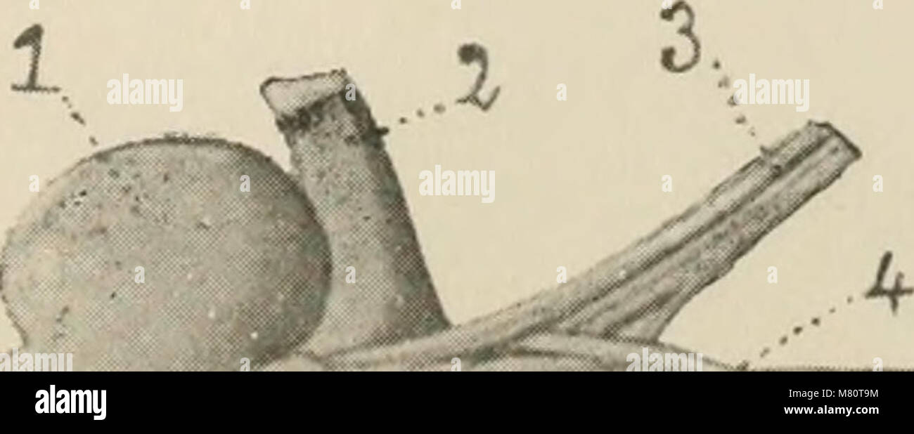 A 1892 bulletin from the Society of Sciences in Bucharest, Romania ...