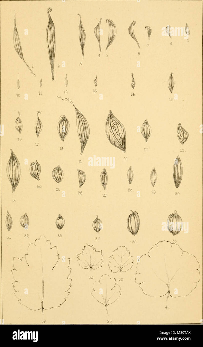 The 'Bulletin de la SociÃ©tÃ© Royale de Botanique de Belgique' (1878 ...