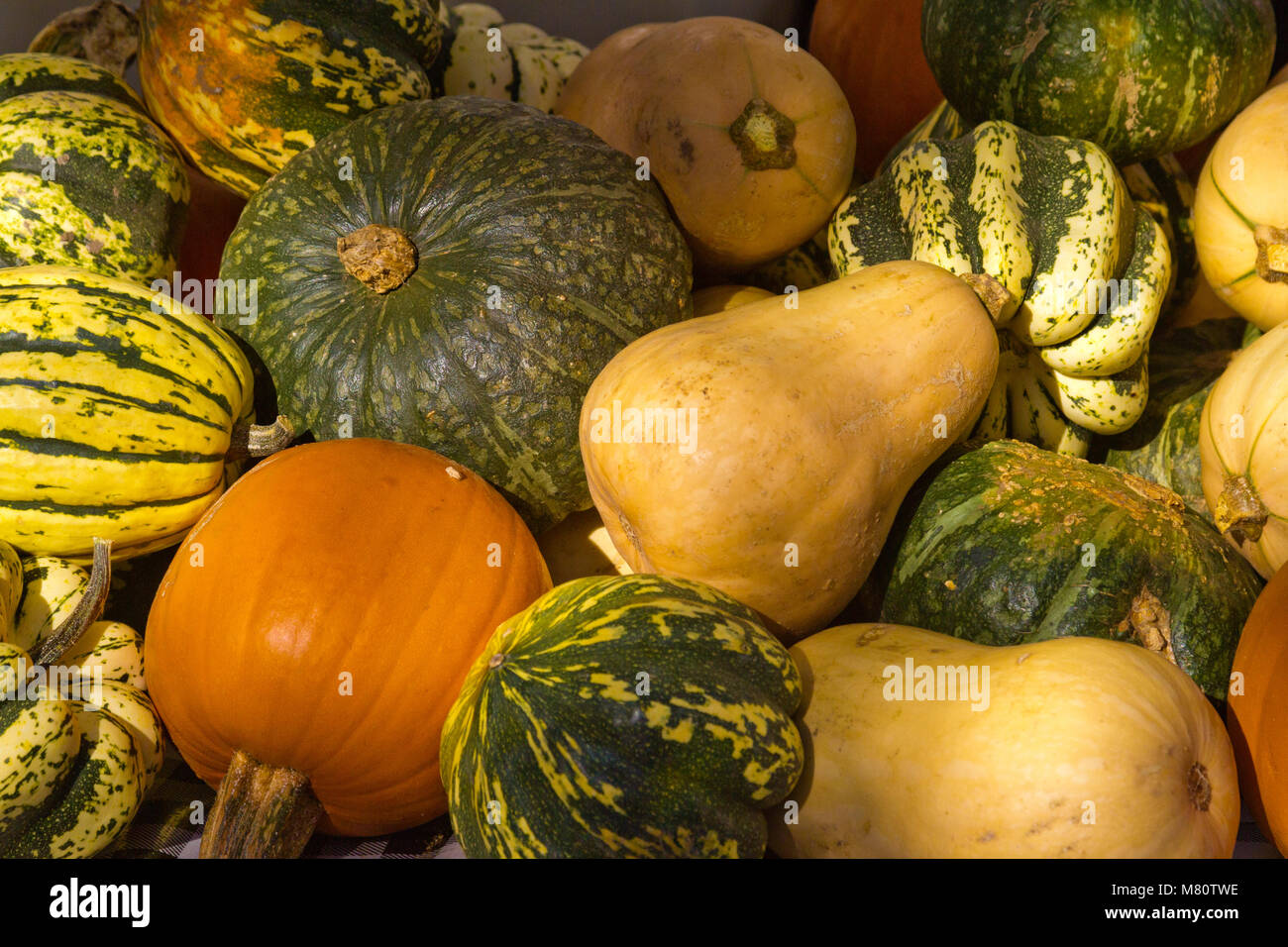 Varieties of squash hi-res stock photography and images - Alamy
