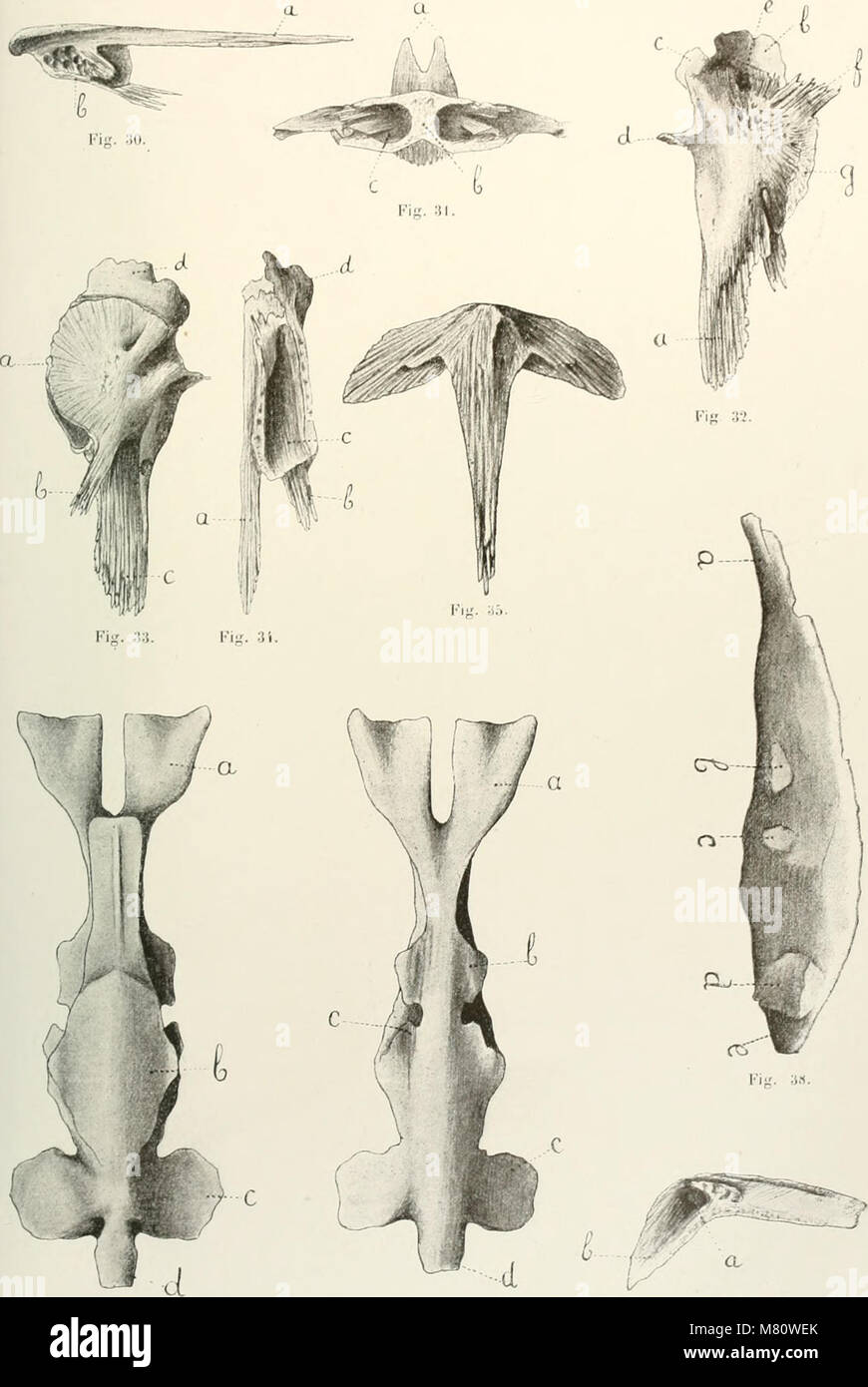 A 1899 issue of the Bulletin of the Bucharest Society of Sciences ...