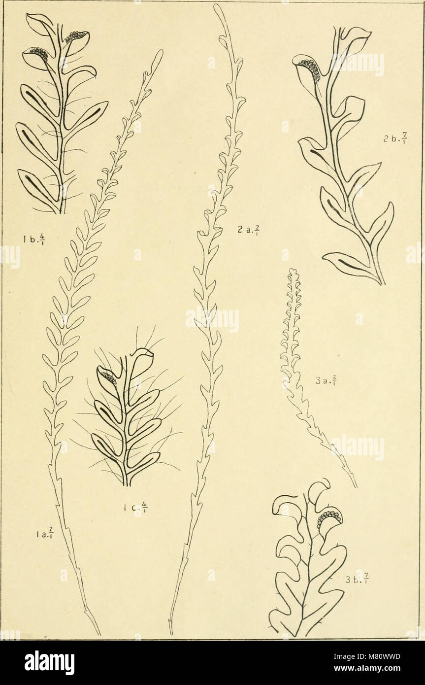 The 1912 bulletin of the Buitenzorg Botanical Garden, focusing on ...
