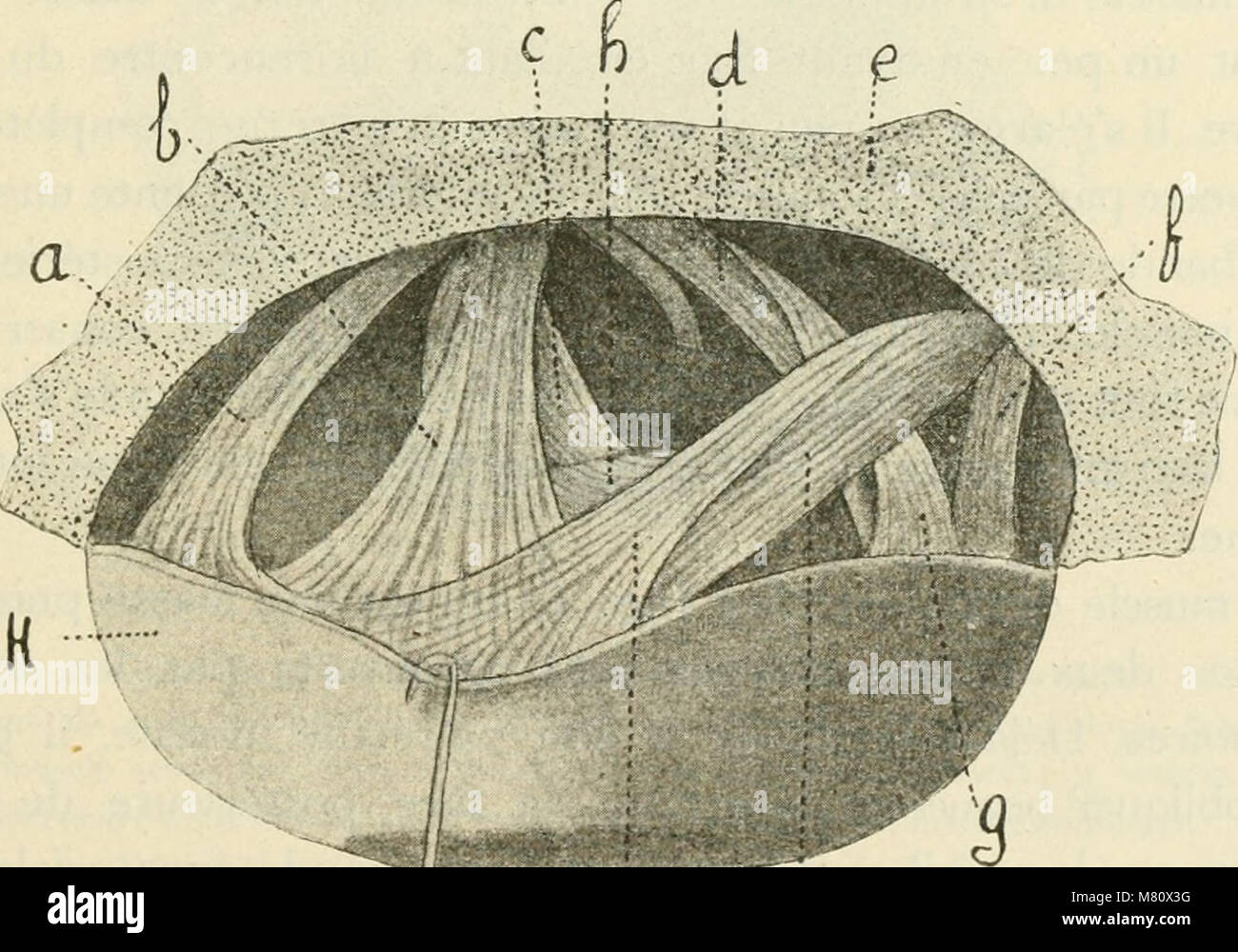 The 'Buletinul Societatii de Stiinte din Bucuresti' (Bulletin of the ...