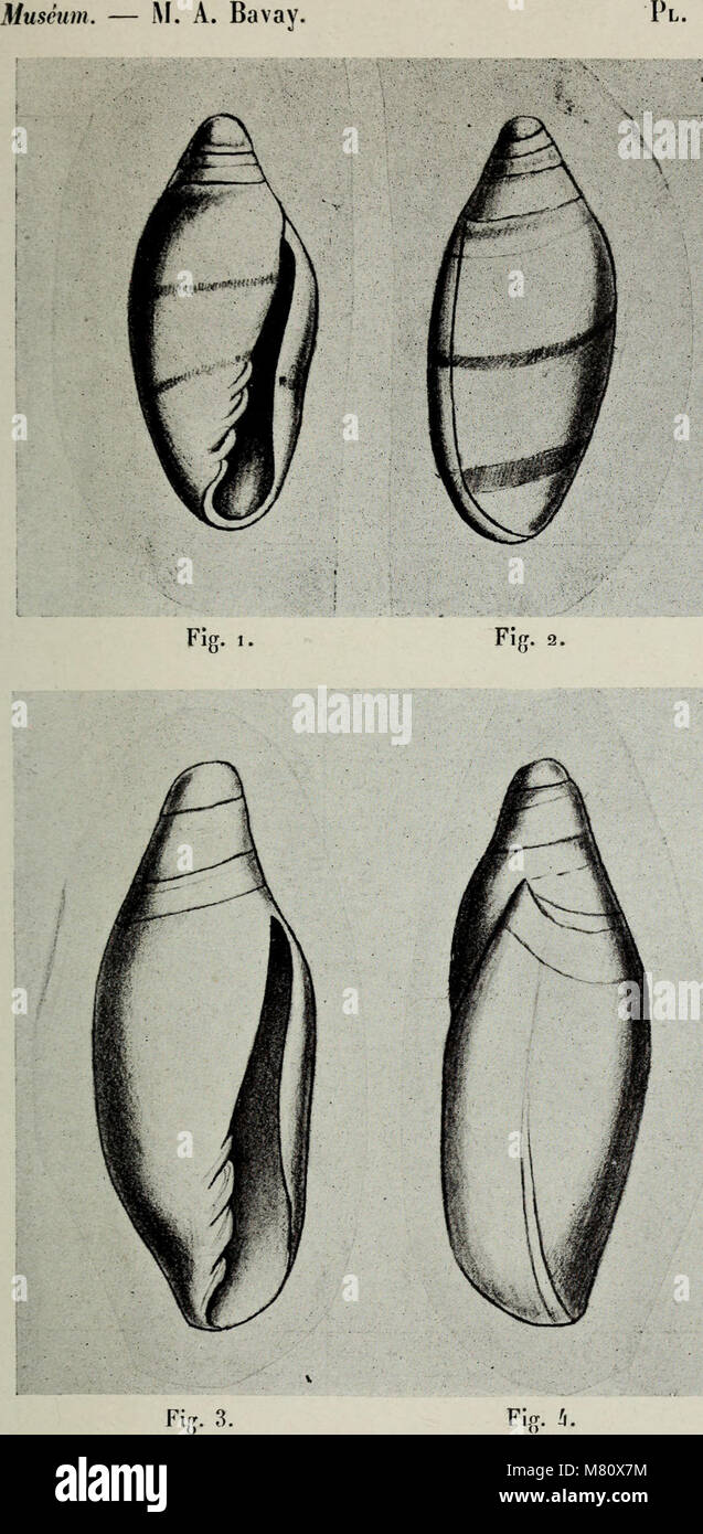 The 1913 Bulletin of the Museum of Natural History provides detailed ...
