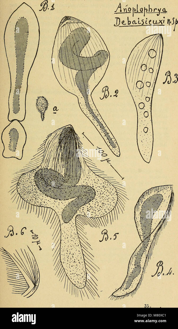 The 'Bulletin du MusÃ©um national d'histoire naturelle' is a scientific ...