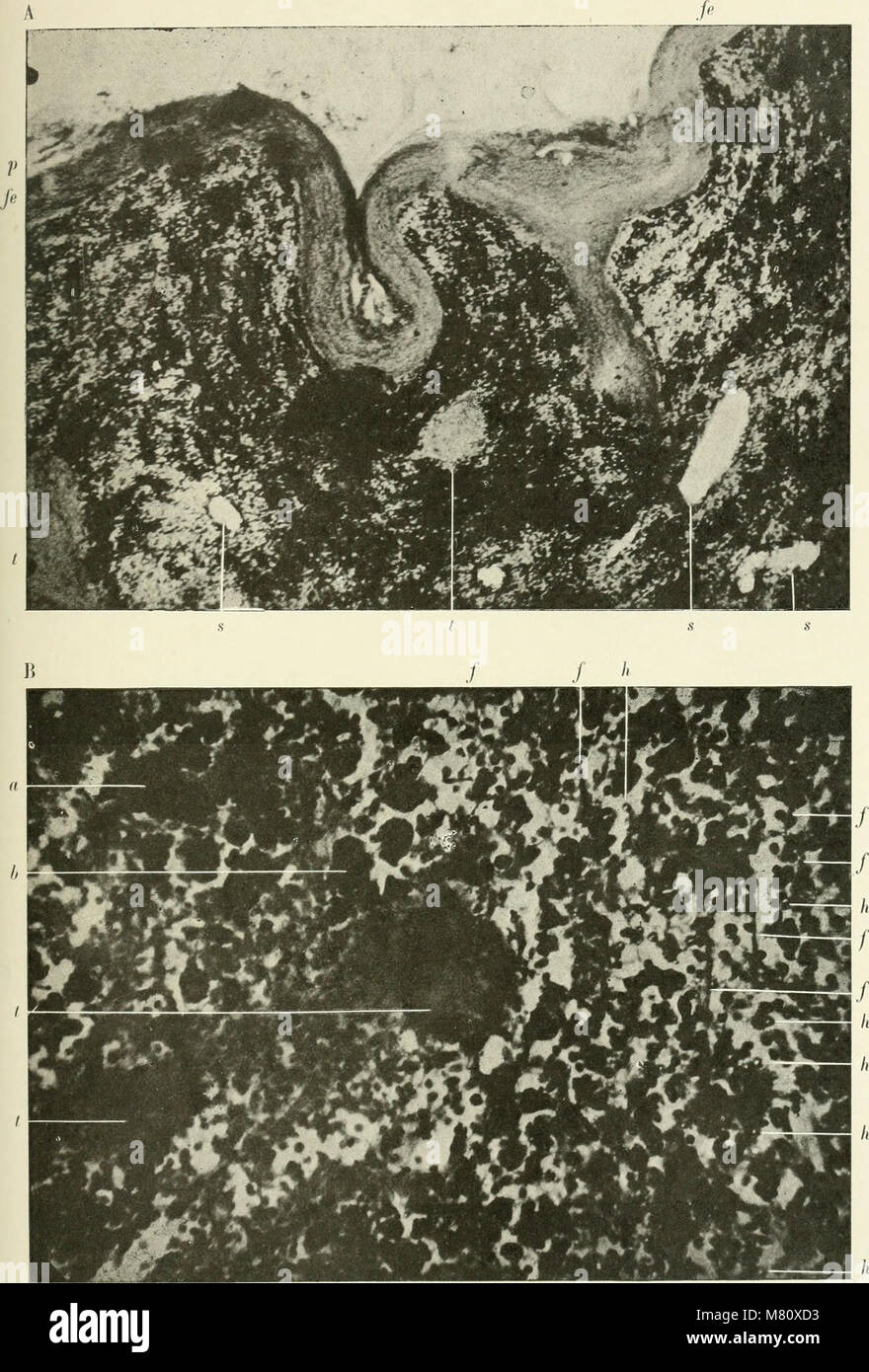 Bulletin du Musum national d'histoire naturelle ((1895-1970 ...