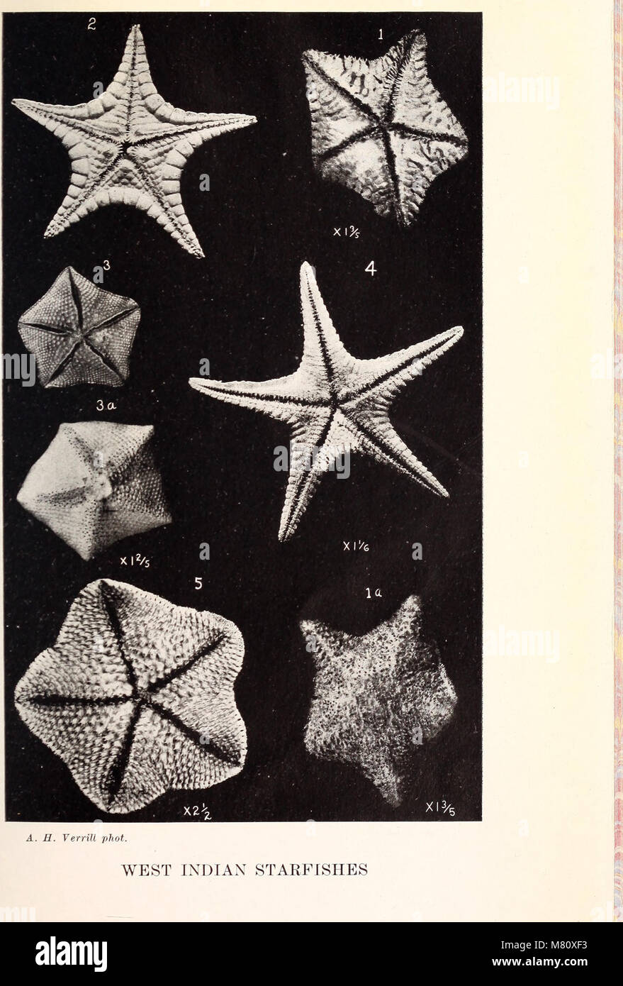 This bulletin presents research findings from the natural history ...