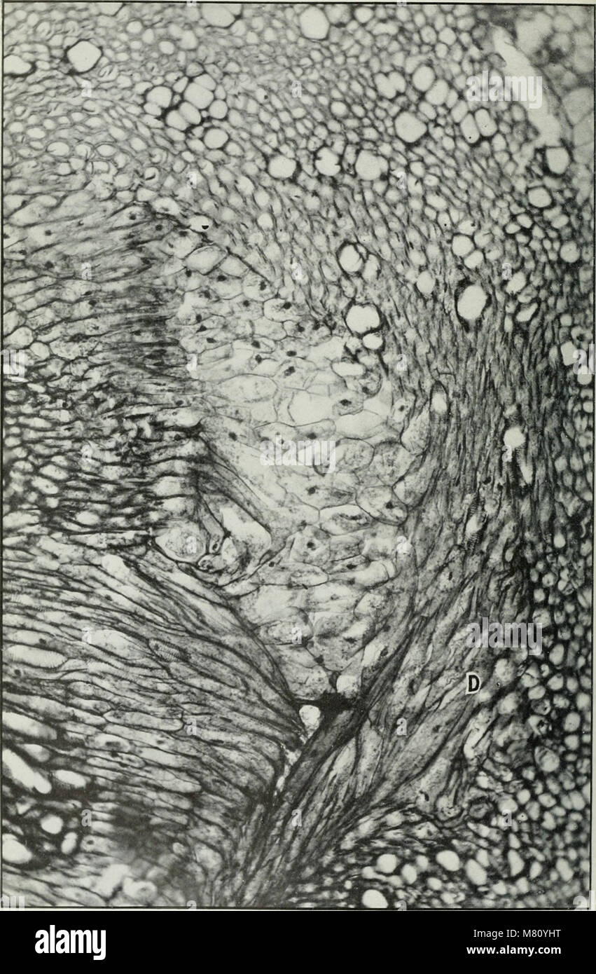 The Bulletin (1901-1913) includes a wide range of scientific research ...