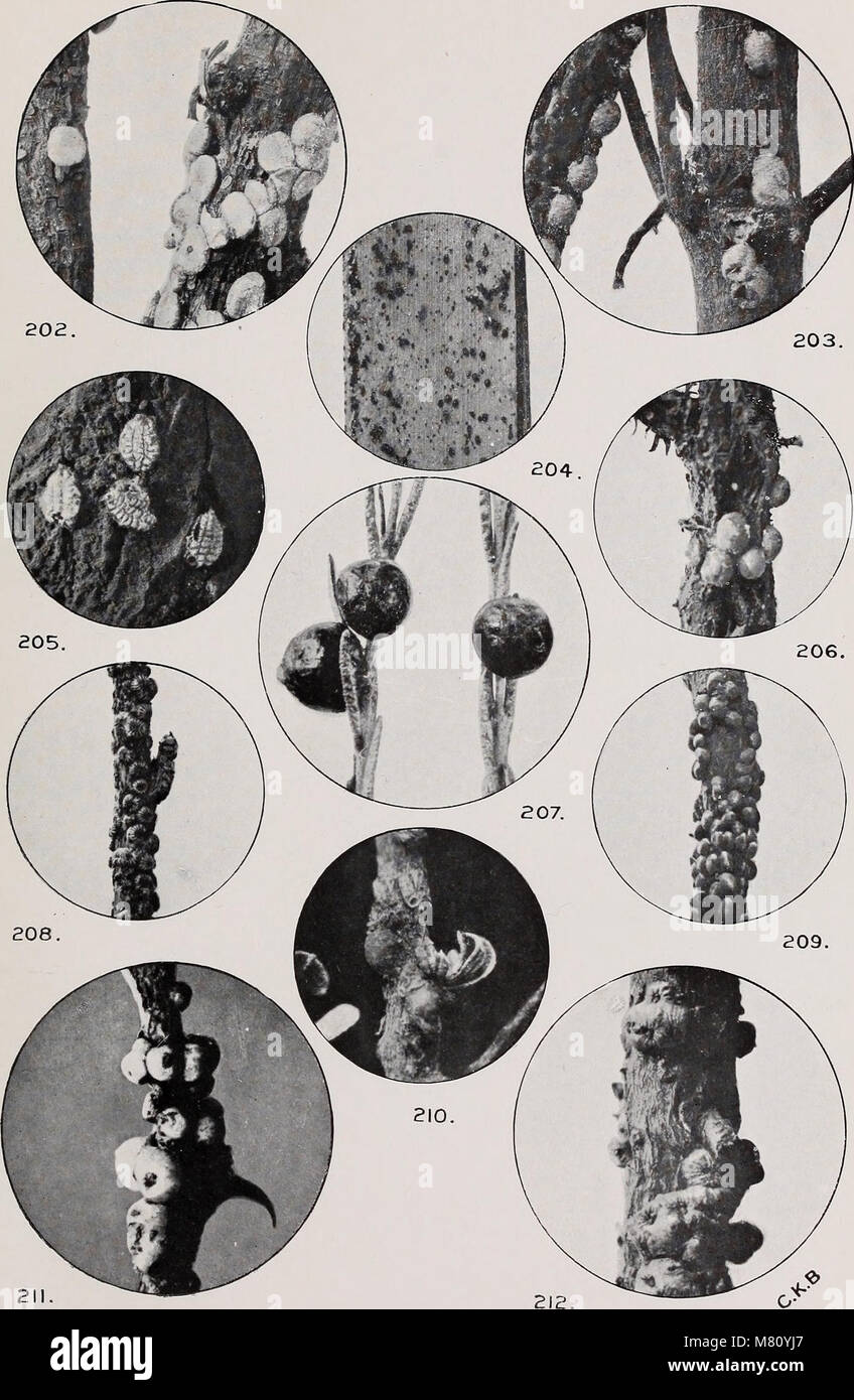Bulletin of entomological research (1919) (20255097538 Stock Photo - Alamy