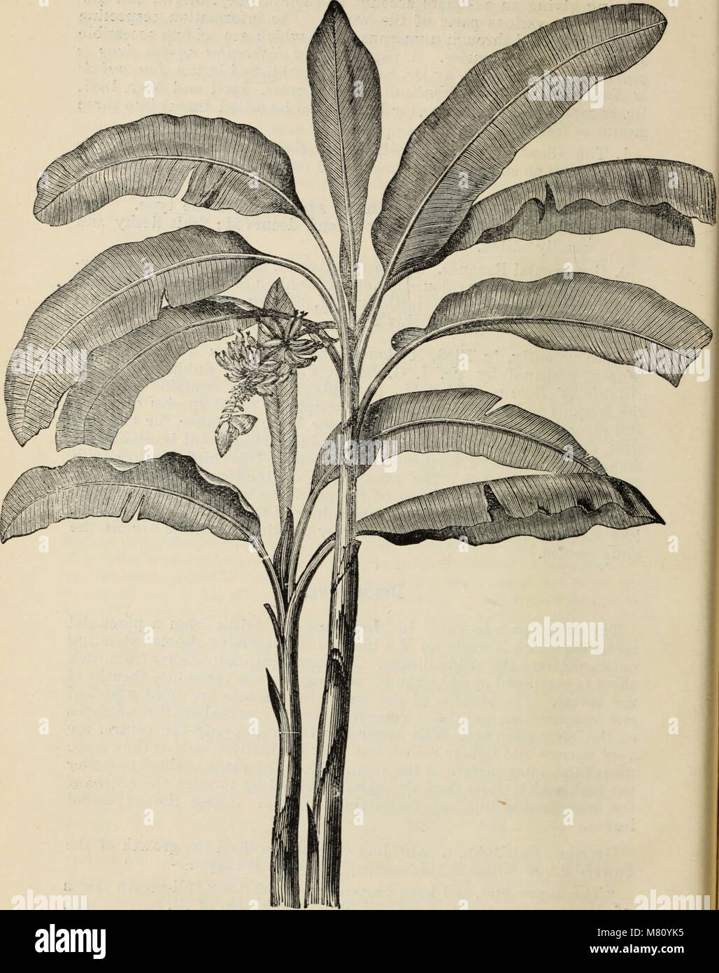 The *Bulletin of Miscellaneous Information* (1906) is a publication ...