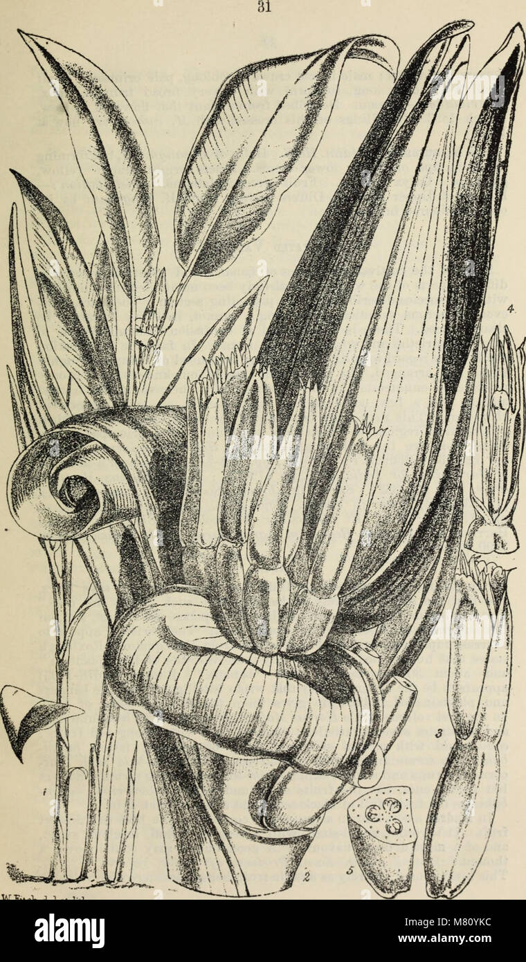 The *Bulletin of Miscellaneous Information* (1906) is a periodical ...