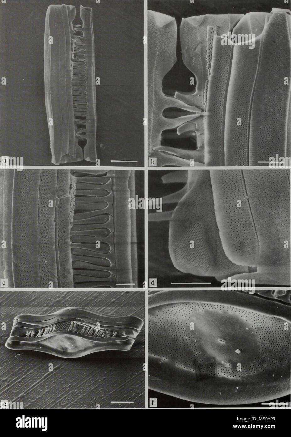 Bulletin of the British Museum (Natural History), Botany (1995 ...