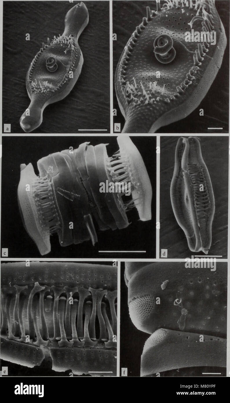 Bulletin of the British Museum (Natural History), Botany (1995 ...