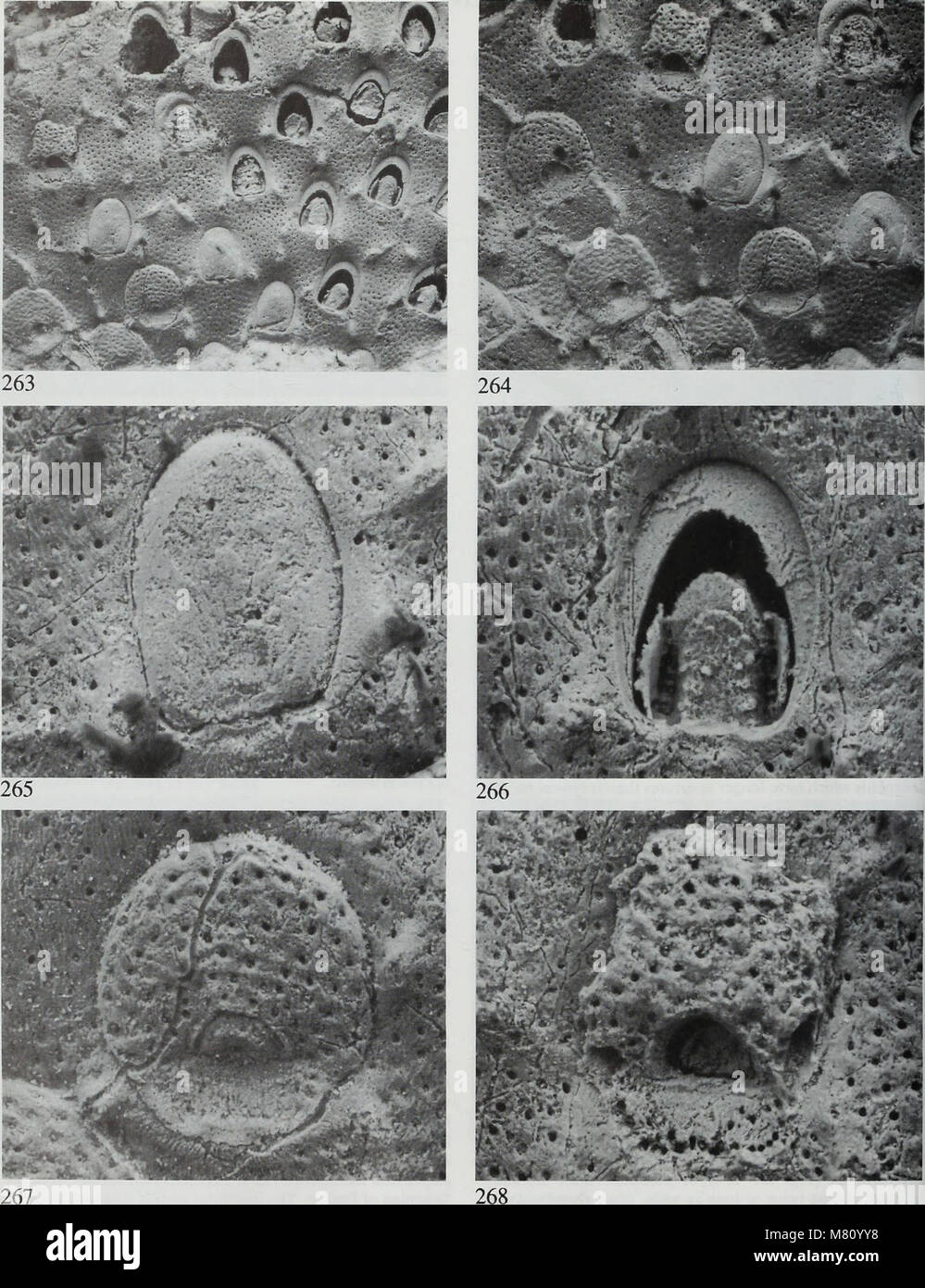 The *Bulletin of the British Museum (Natural History), Geology* (1994 ...