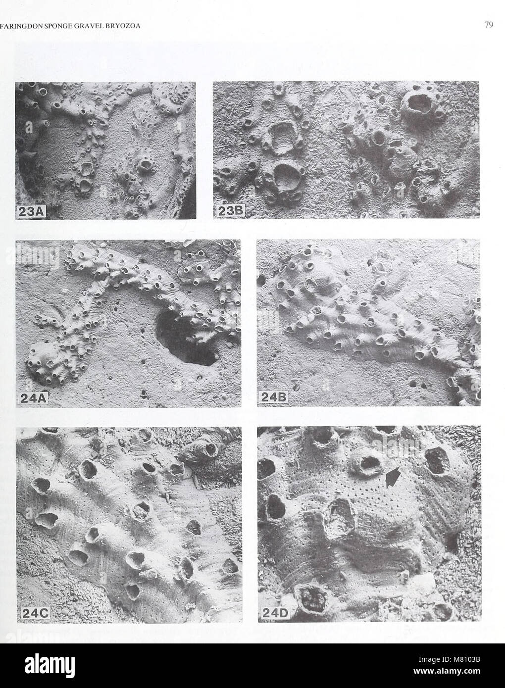 A scientific bulletin from the British Museum (Natural History) that ...