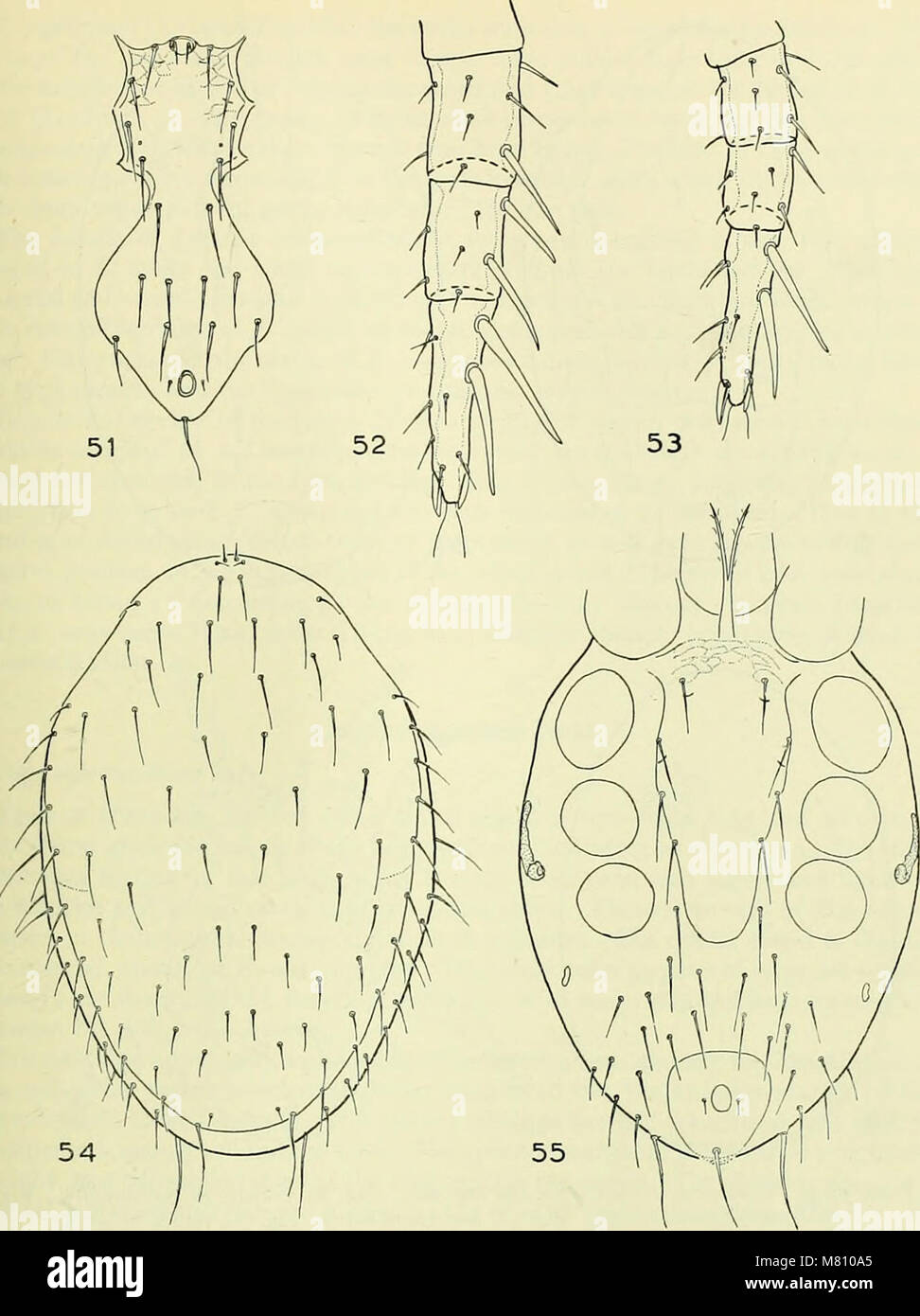 The 'Bulletin of the British Museum (Natural History)' (1961-1962 ...