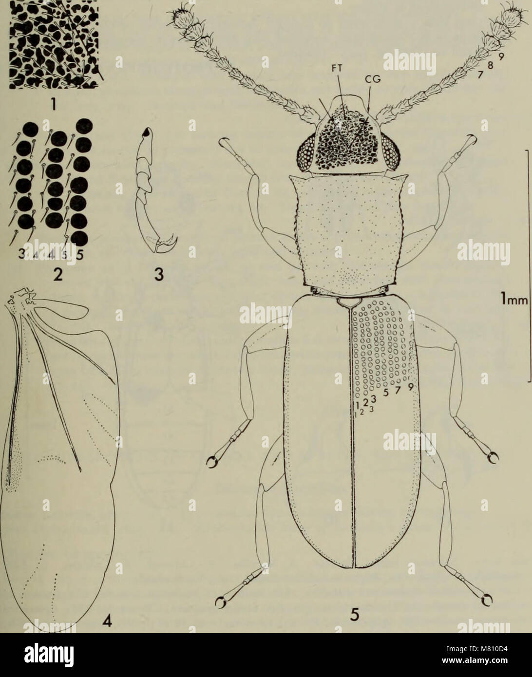 The 'Bulletin of the British Museum (Natural History) Entomology' (1973 ...