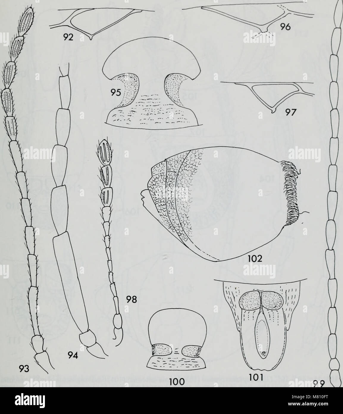 This 1987-88 bulletin from the British Museum focuses on entomology ...