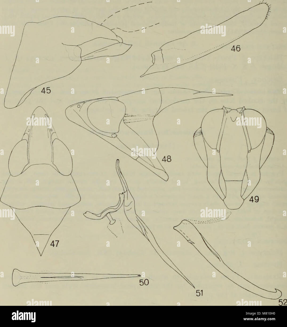 Entom hi-res stock photography and images - Alamy