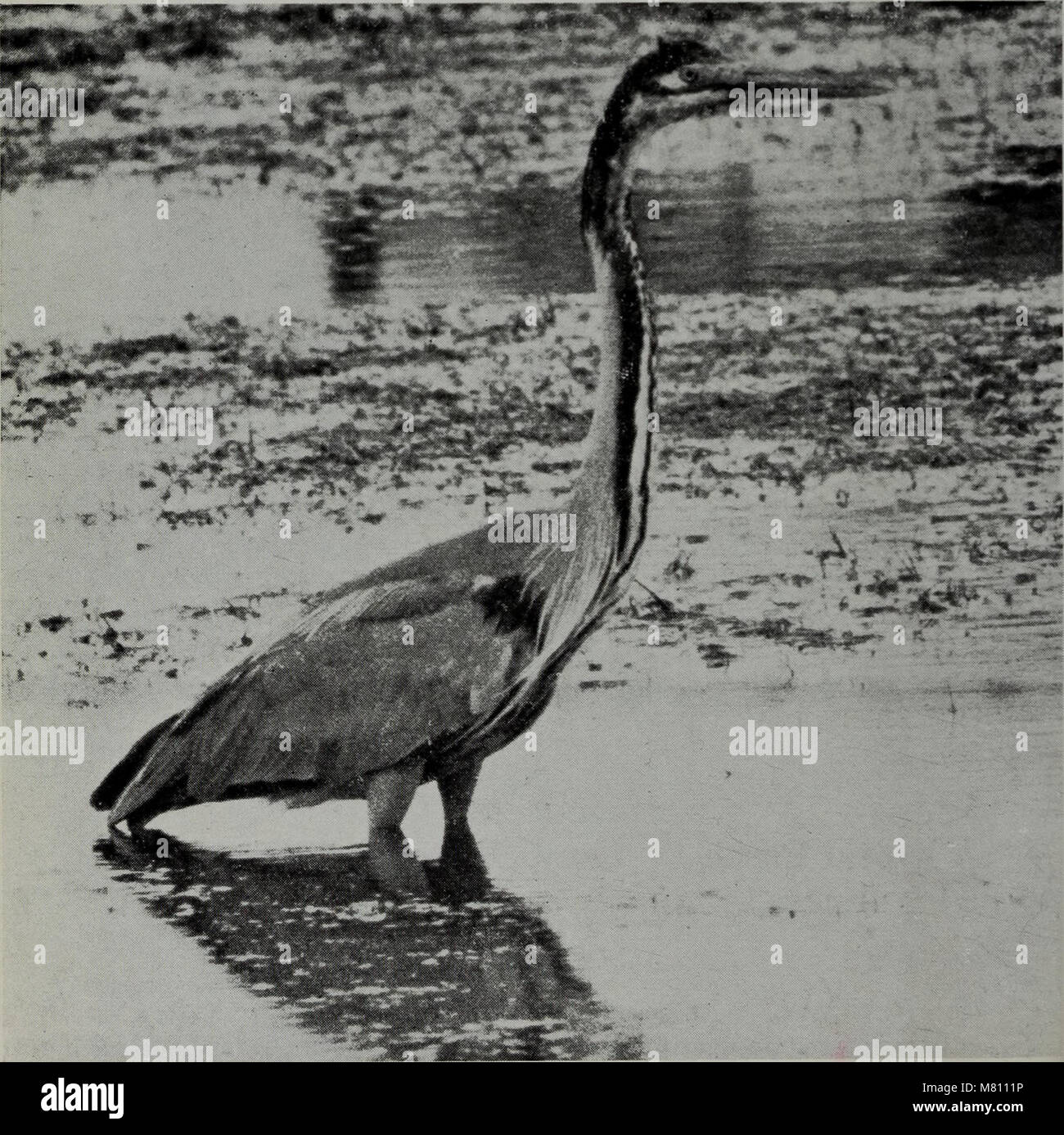 The 1967-1968 Bulletin of the British Ornithologists' Club includes ...