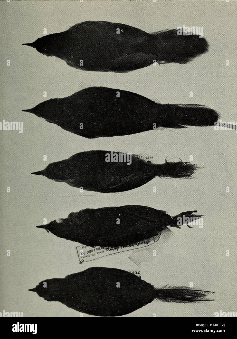 The Bulletin of the British Ornithologists' Club (1984) includes ...