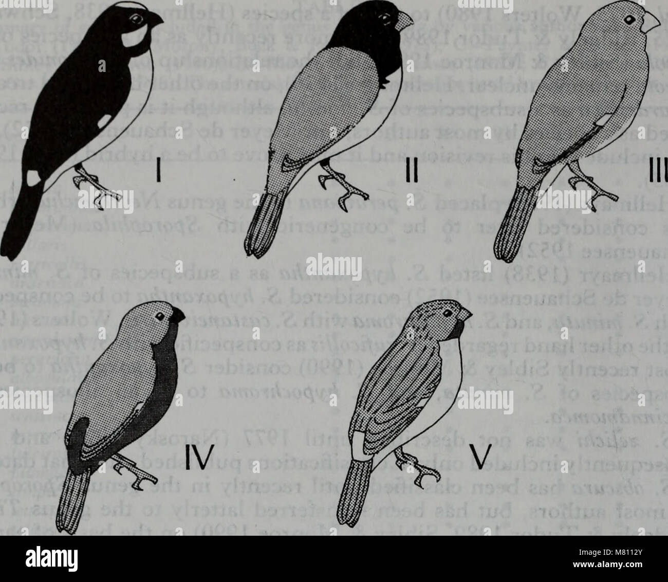 Avian research papers hi-res stock photography and images - Alamy