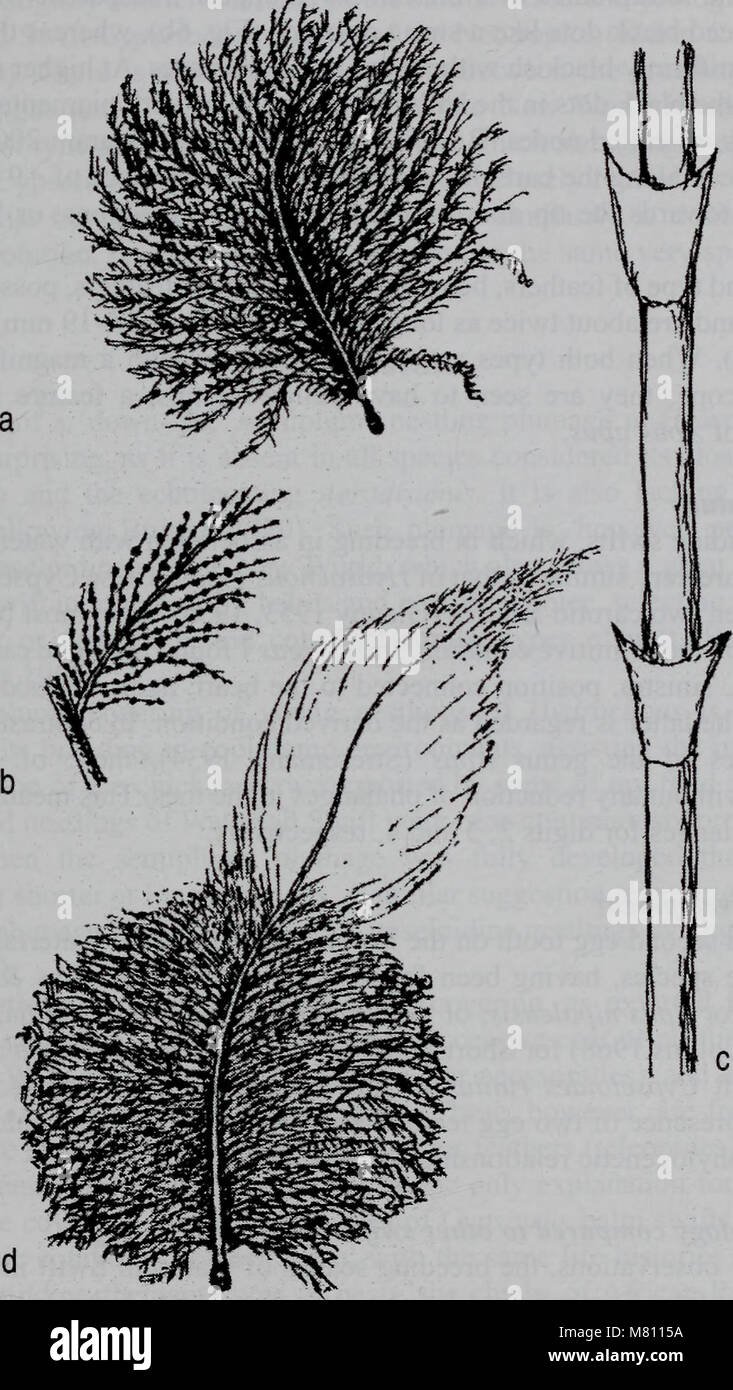 The Bulletin of the British Ornithologists' Club (2006) provides ...