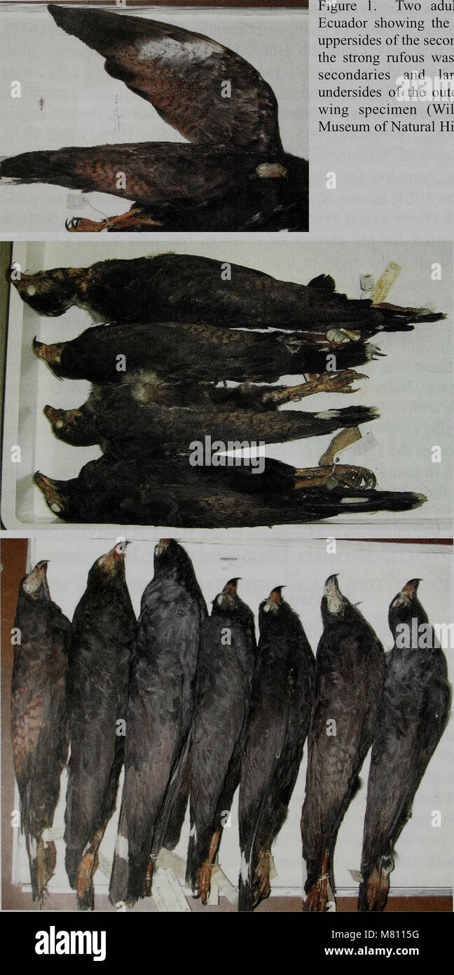 The 2007 edition of the 'Bulletin of the British Ornithologists' Club ...