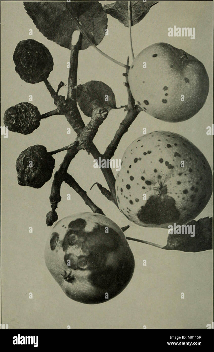 The Bulletin (1901-1913) is a periodical publication offering updates ...