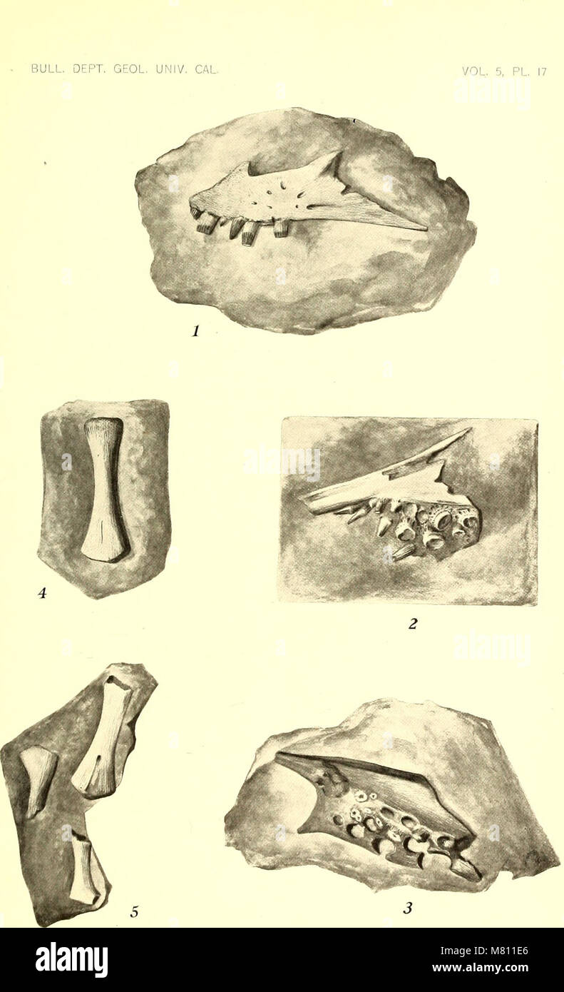The 'Bulletin of the Department of Geology' (1906) presents geological ...