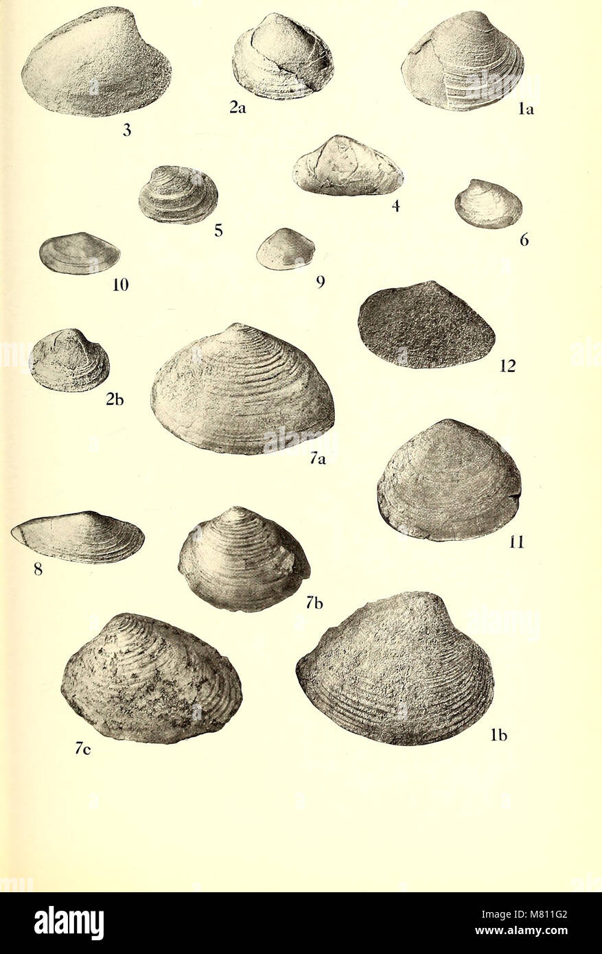 The 1914 Bulletin from the Department of Geology includes research and ...