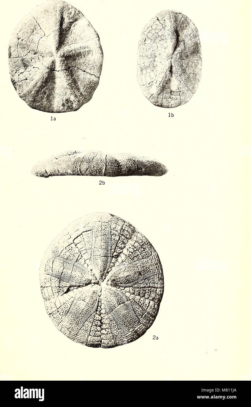 The 1919 Bulletin of the Department of Geology includes scientific ...