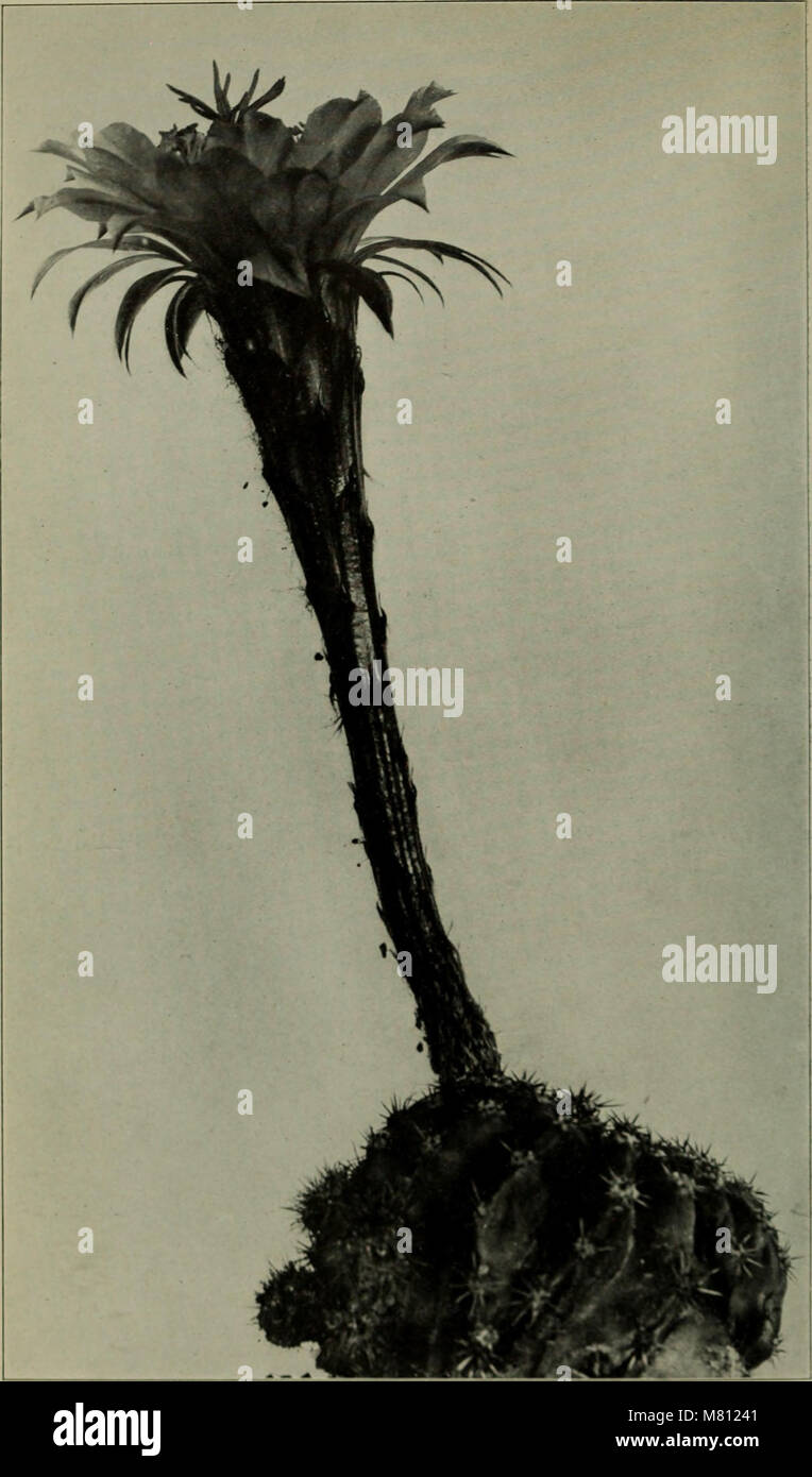 The Bulletin from 1901 to 1913 covers a wide range of topics including ...