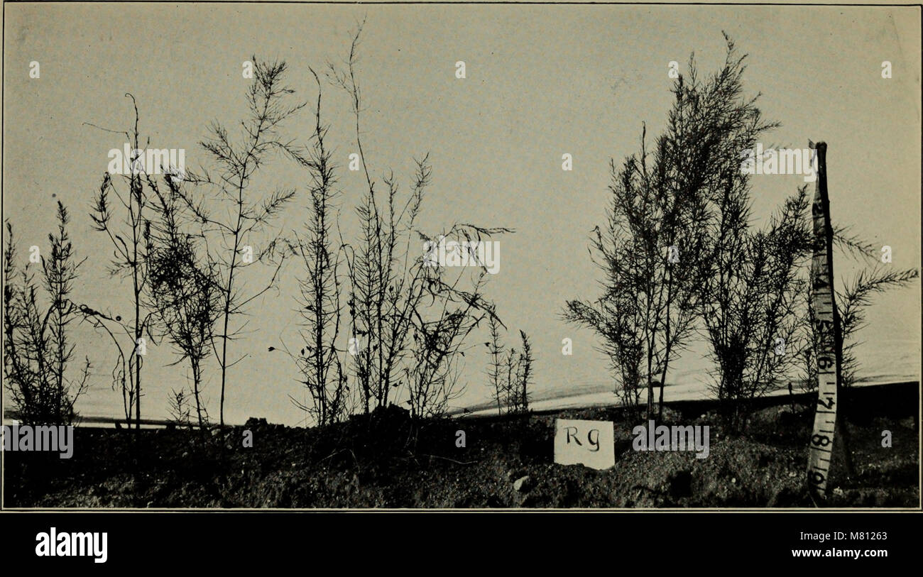 The 'Bulletin' (1901-1913) is a series of publications documenting ...