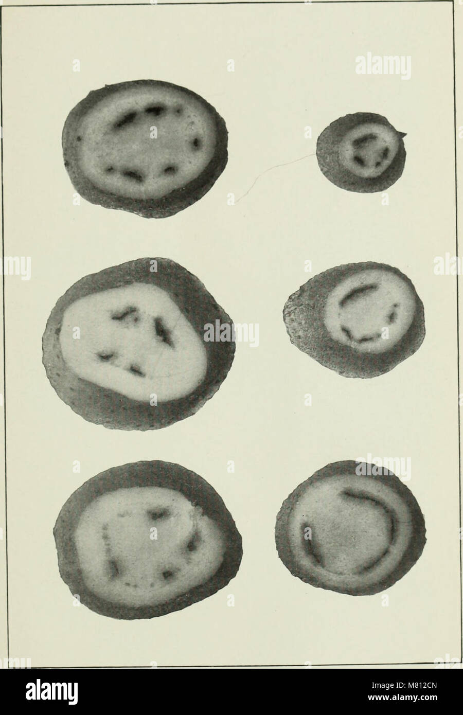 The Bulletin (1901-1913) is a periodical that presents articles and ...