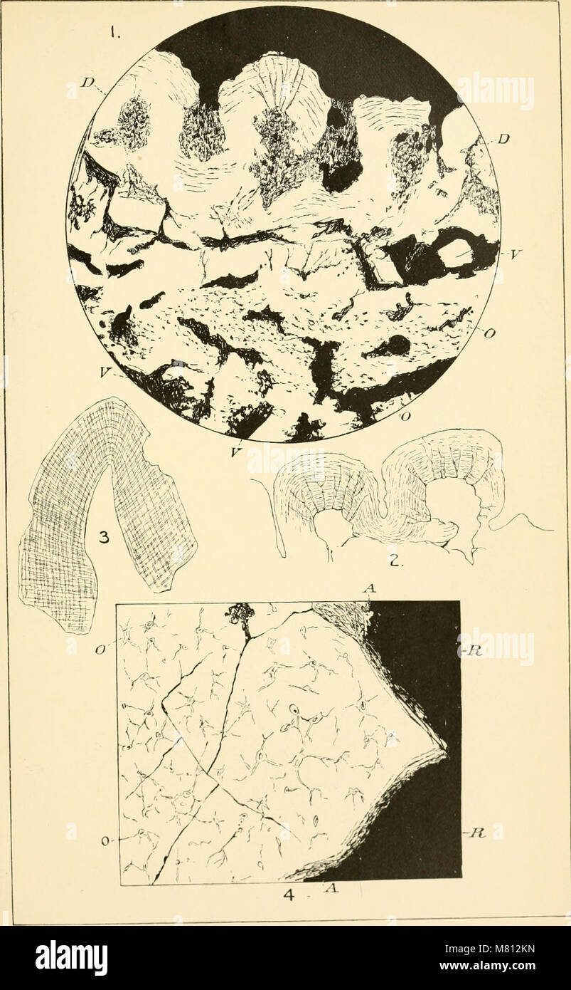 The Bulletin of the Geological Society of America is a peer-reviewed ...