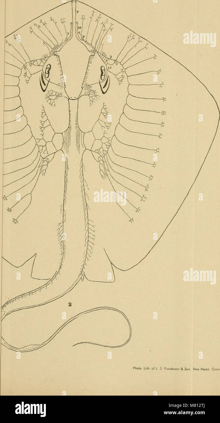 This 1863 bulletin from the Museum of Comparative Zoology at Harvard ...