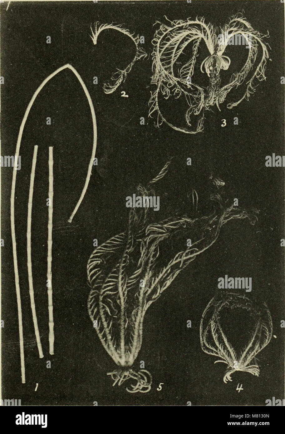 The Bulletin of the Museum of Comparative Zoology at Harvard College ...
