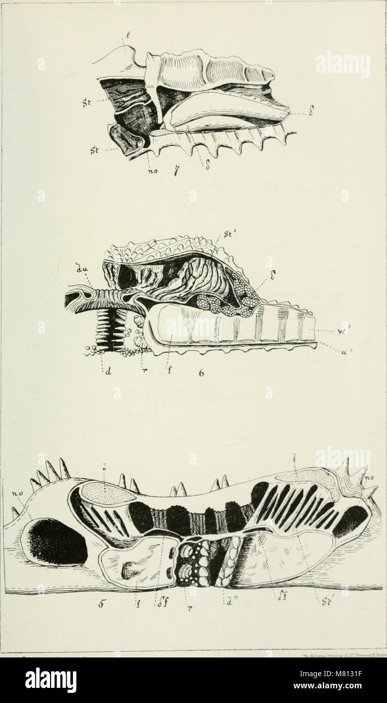 This 1863 bulletin from Harvard's Museum of Comparative Zoology ...