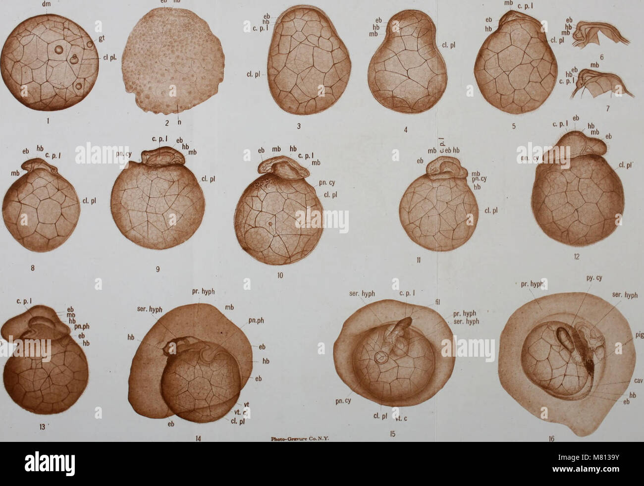 The 1863 Bulletin of the Museum of Comparative Zoology at Harvard ...