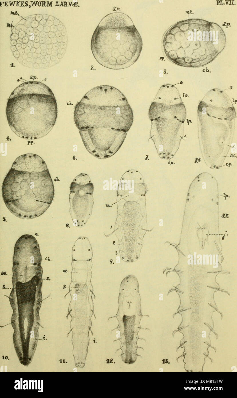 The Bulletin of the Museum of Comparative Zoology at Harvard College ...
