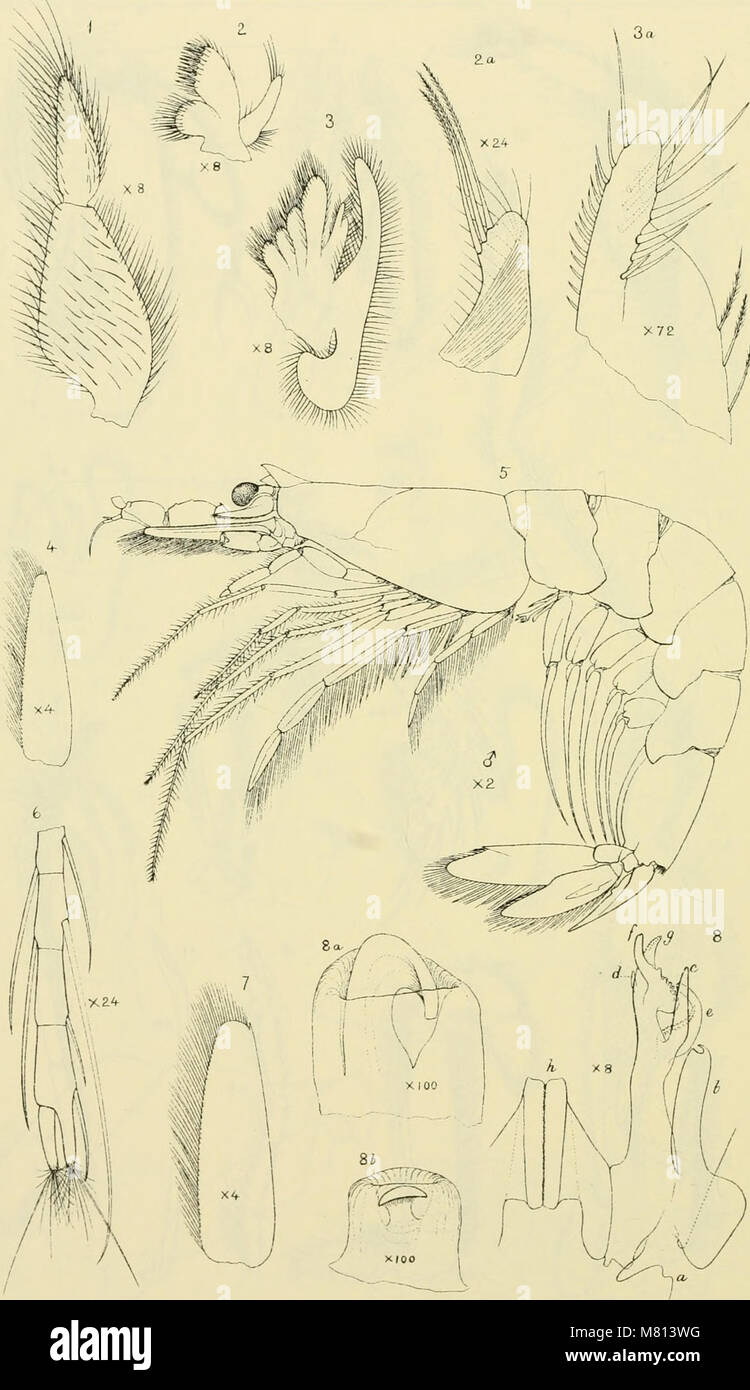 The 'Bulletin of the Museum of Comparative Zoology at Harvard College ...