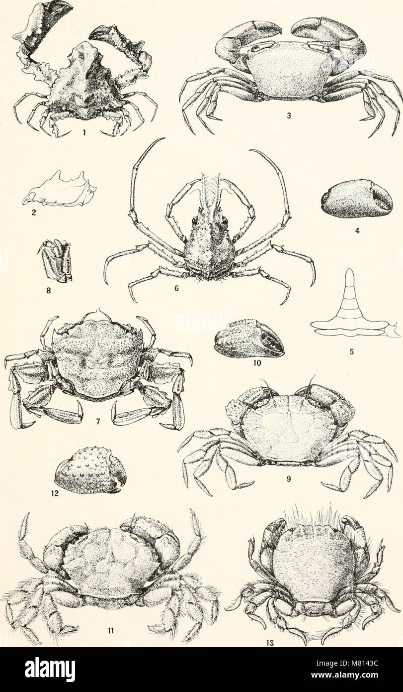 This bulletin, published between 1901-1904, features zoological studies ...