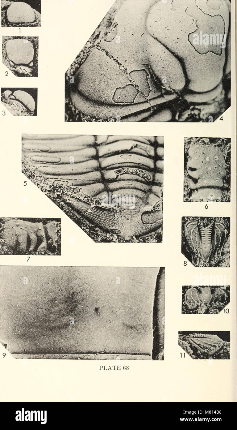 The 1964-1965 Bulletin of the Museum of Comparative Zoology at Harvard ...